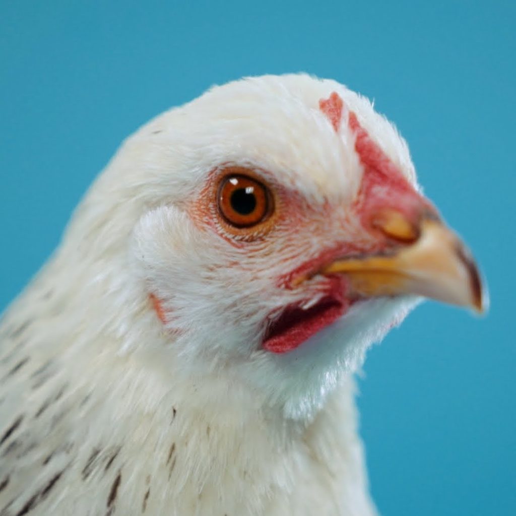 Viech – Yeah – ABGESANG